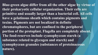 CYANOPHYCEAE.pptx