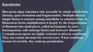 CYANOPHYCEAE.pptx