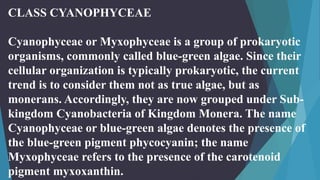 CYANOPHYCEAE.pptx