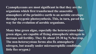 CYANOPHYCEAE.pptx