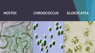 CYANOPHYCEAE.pptx