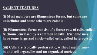 CYANOPHYCEAE.pptx