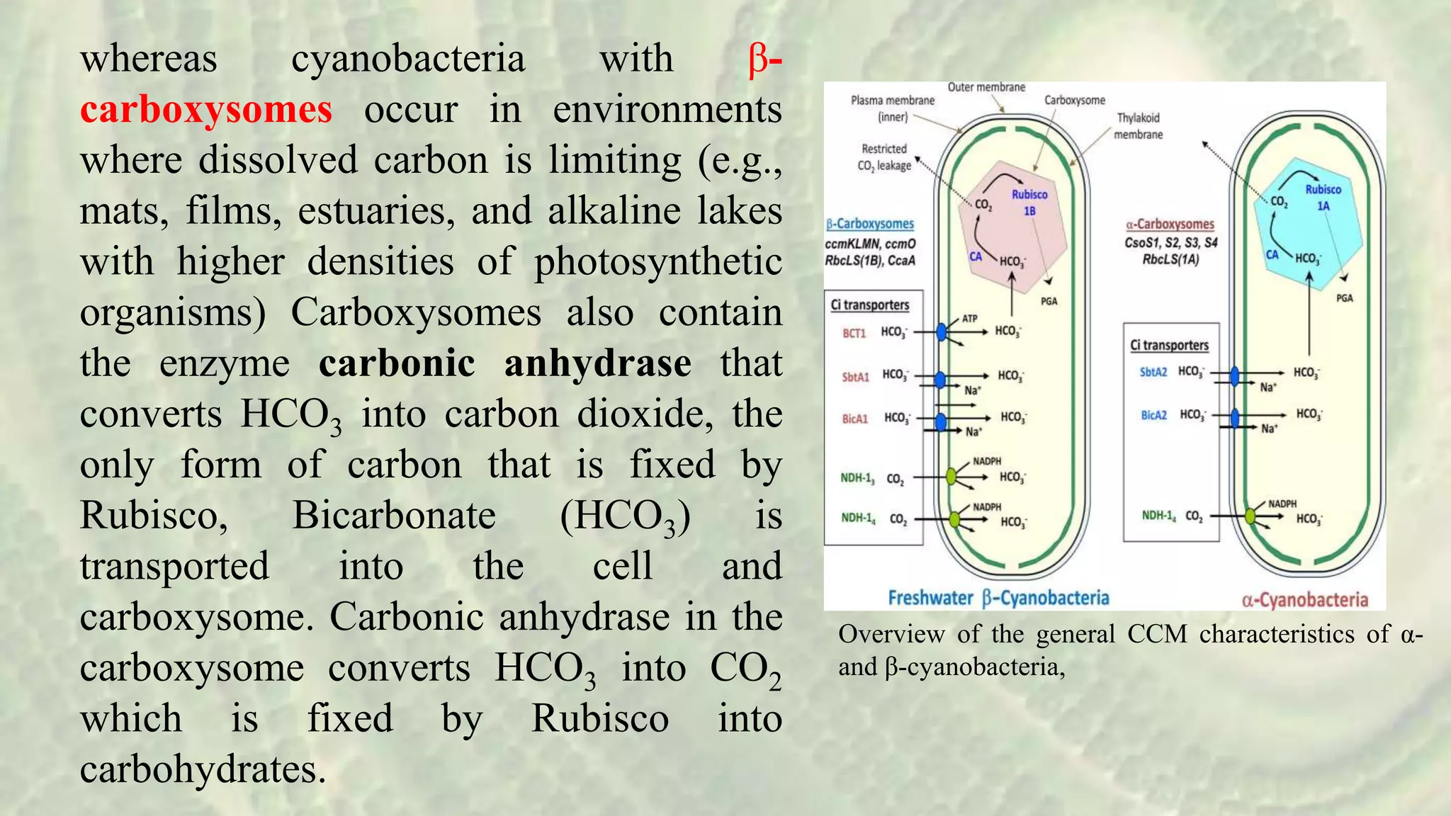 Cyanophyceae protoplasmic structure and Phycobilisomes Structure | PPTX