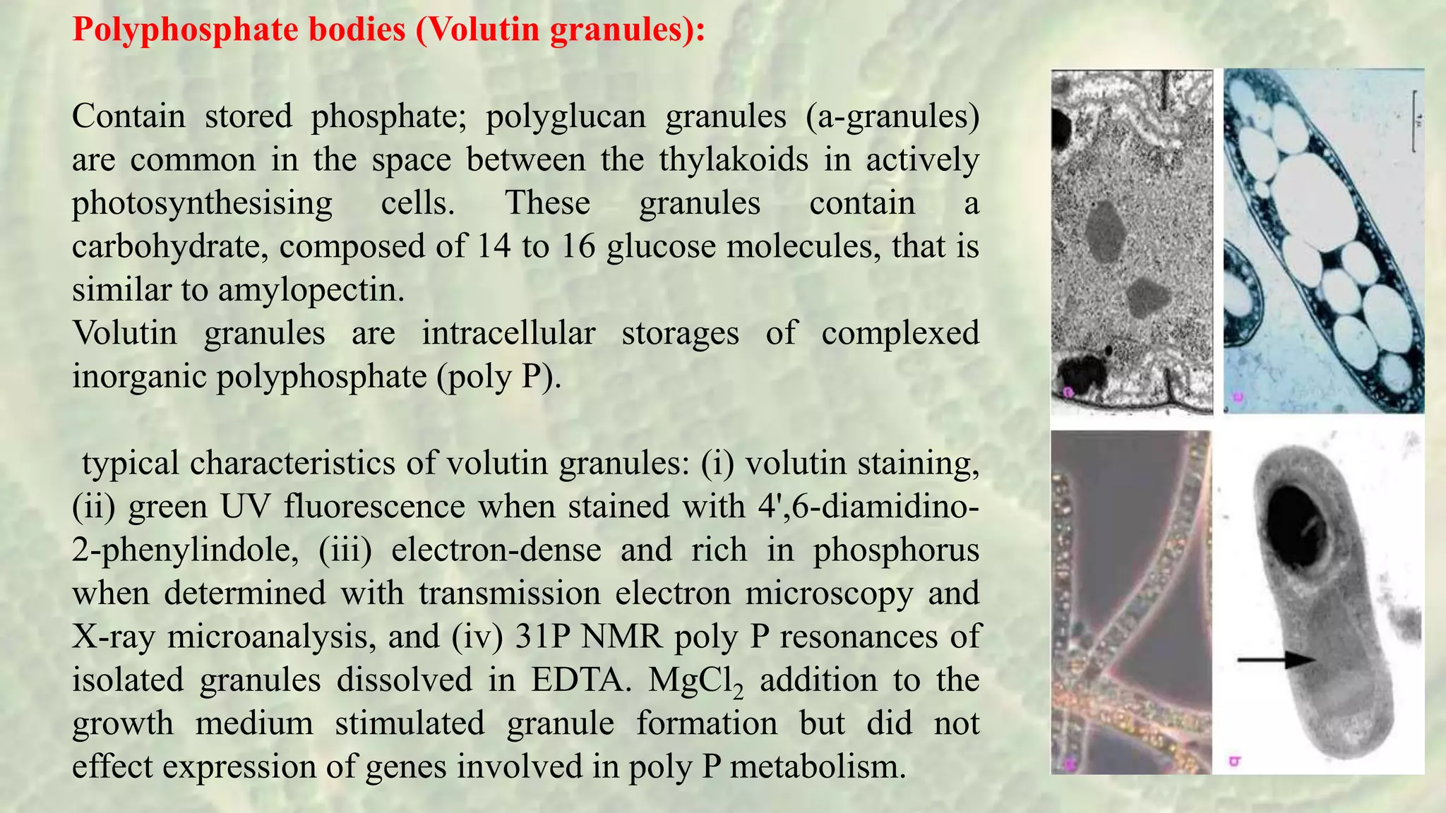 Cyanophyceae protoplasmic structure and Phycobilisomes Structure | PPTX