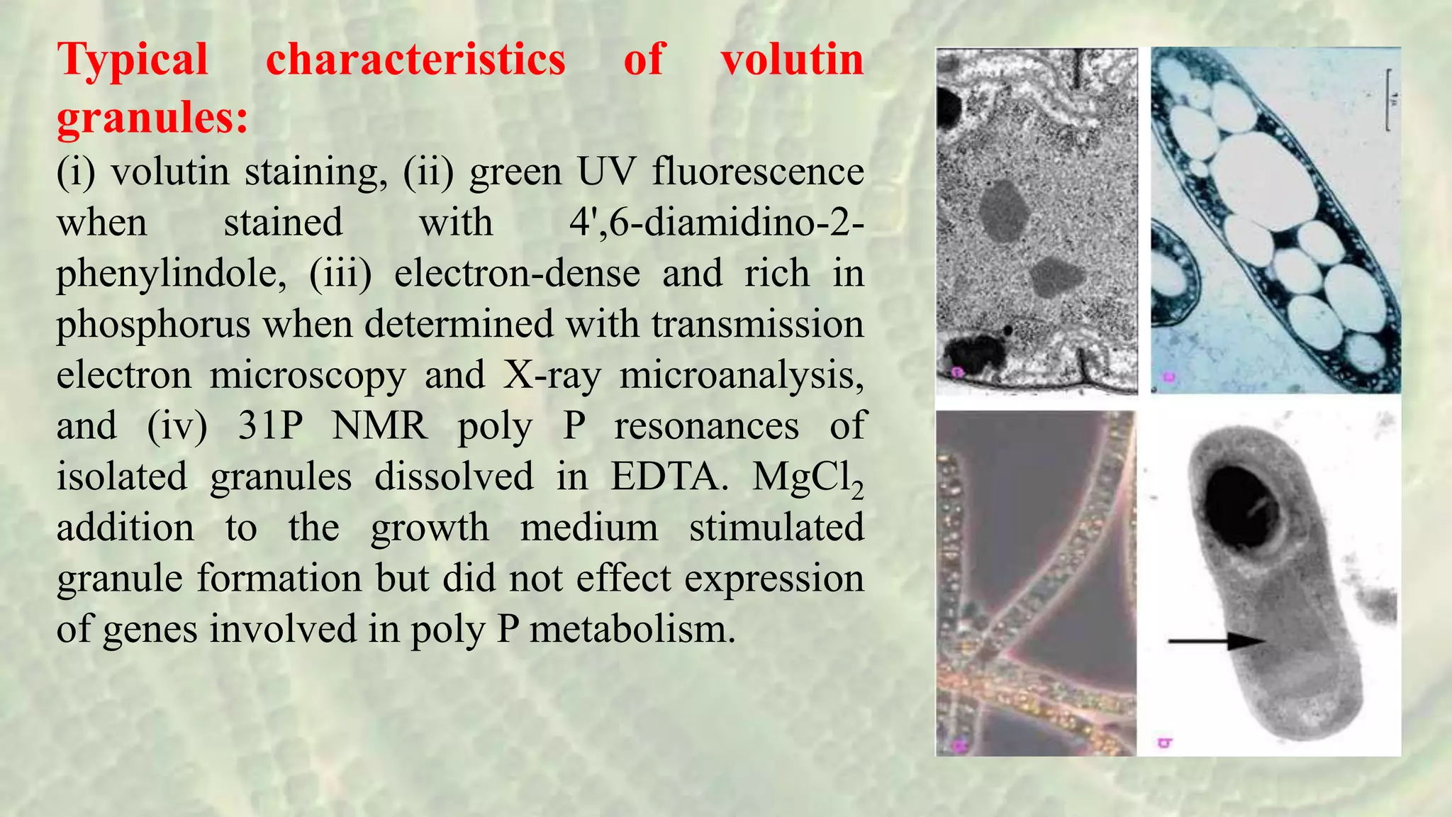 Cyanophyceae protoplasmic structure and Phycobilisomes Structure | PPTX