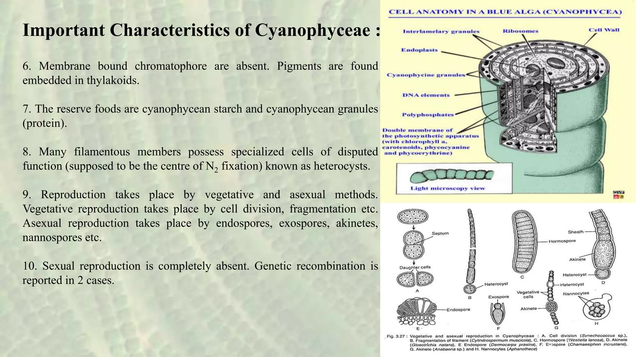 Cyanophyceae protoplasmic structure and Phycobilisomes Structure | PPTX