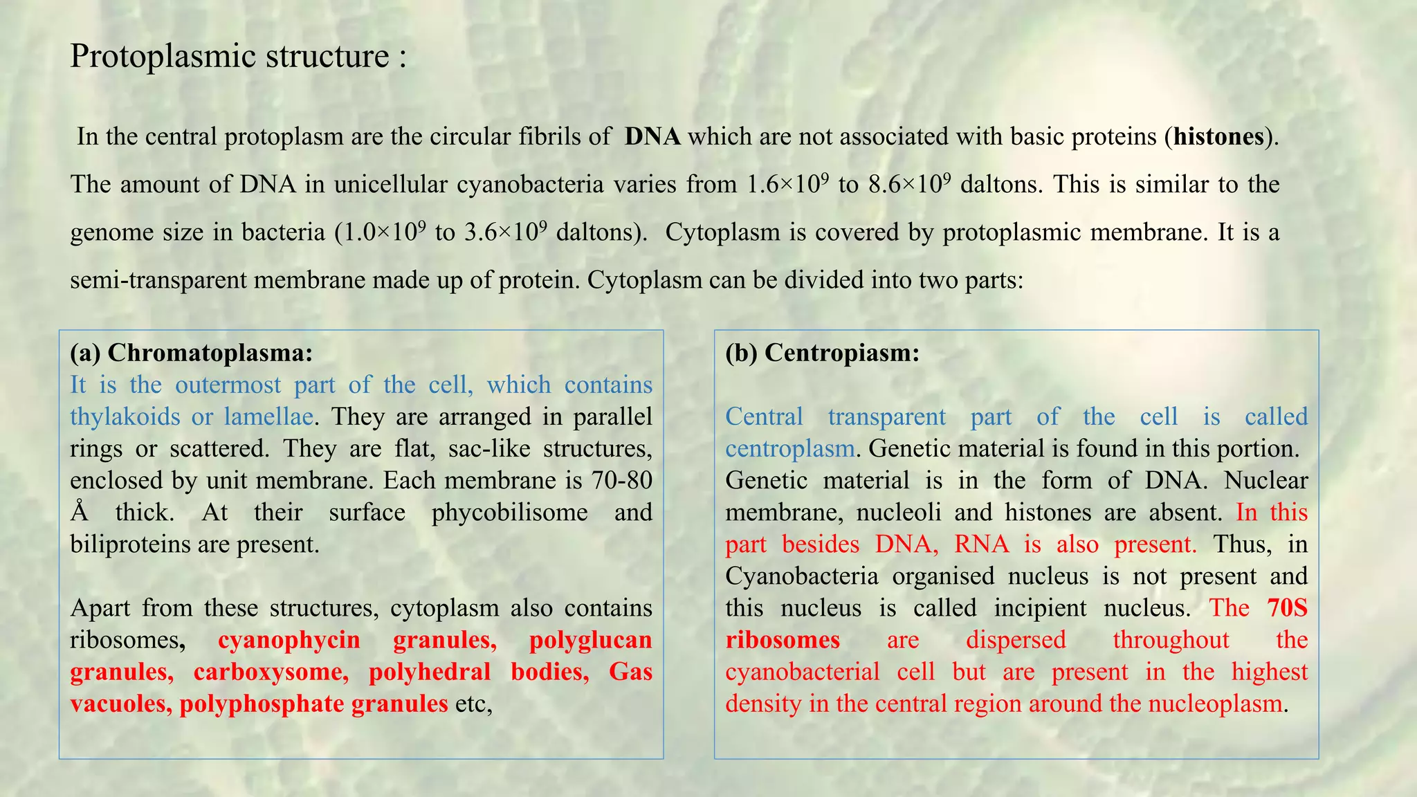 Cyanophyceae protoplasmic structure and Phycobilisomes Structure | PPTX