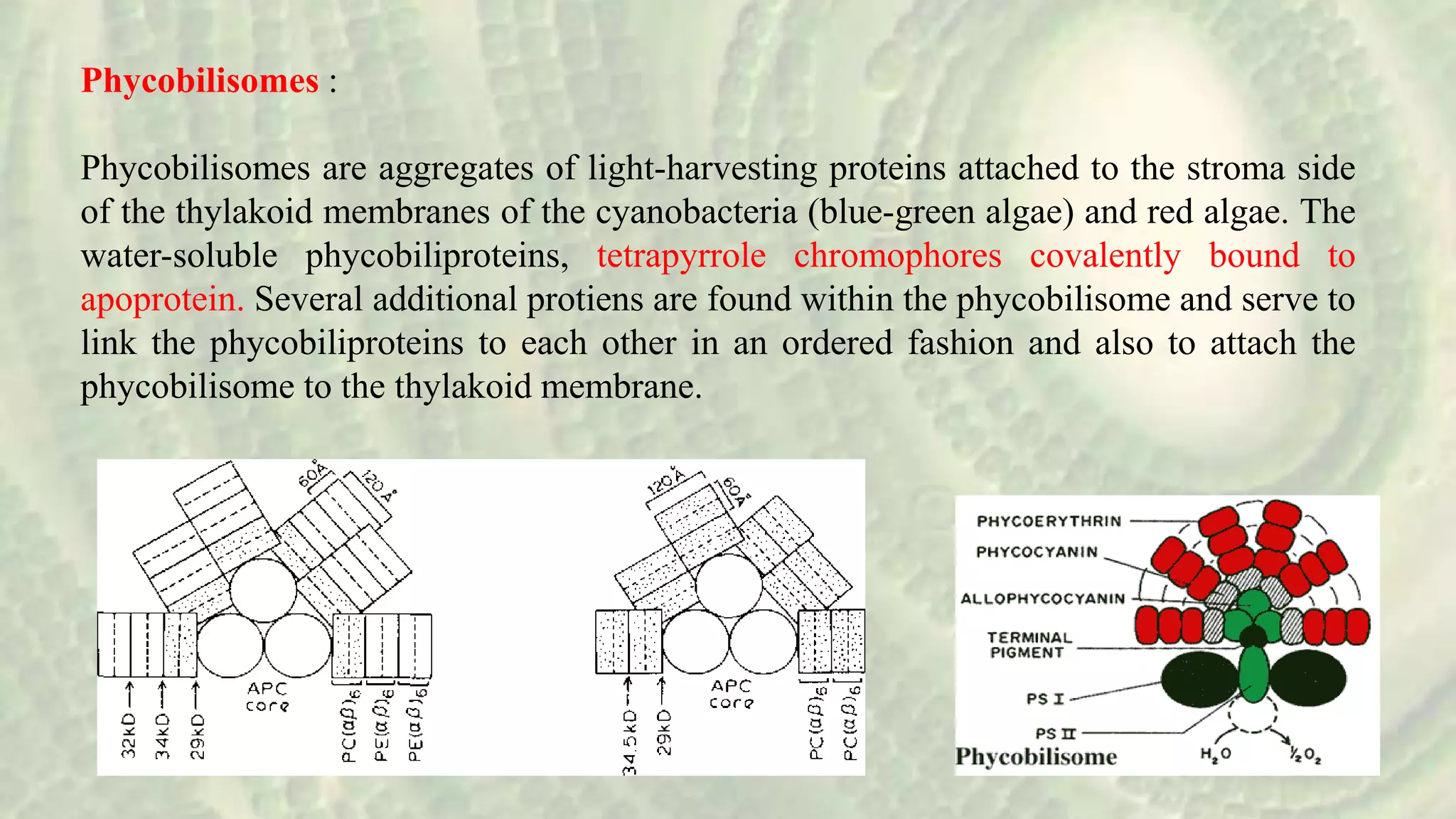 Cyanophyceae protoplasmic structure and Phycobilisomes Structure | PPTX