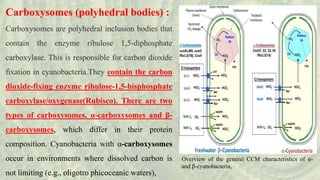 Cyanophyceae protoplasmic structure and Phycobilisomes Structure | PPTX