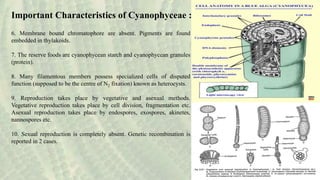 Cyanophyceae protoplasmic structure and Phycobilisomes Structure | PPTX