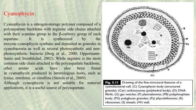 Cyanophyceae protoplasmic structure and Phycobilisomes Structure | PPTX