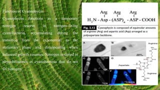 Cyanophyceae protoplasmic structure and Phycobilisomes Structure | PPTX