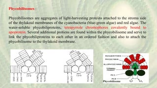 Cyanophyceae protoplasmic structure and Phycobilisomes Structure | PPTX