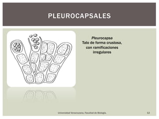 Cyanophyta | PDF