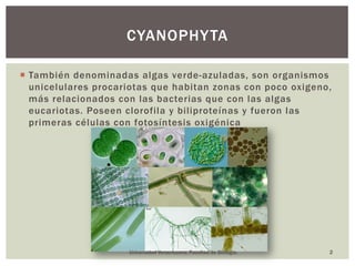 Cyanophyta | PDF
