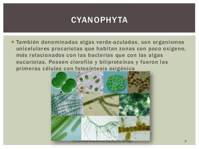 Cyanophyta