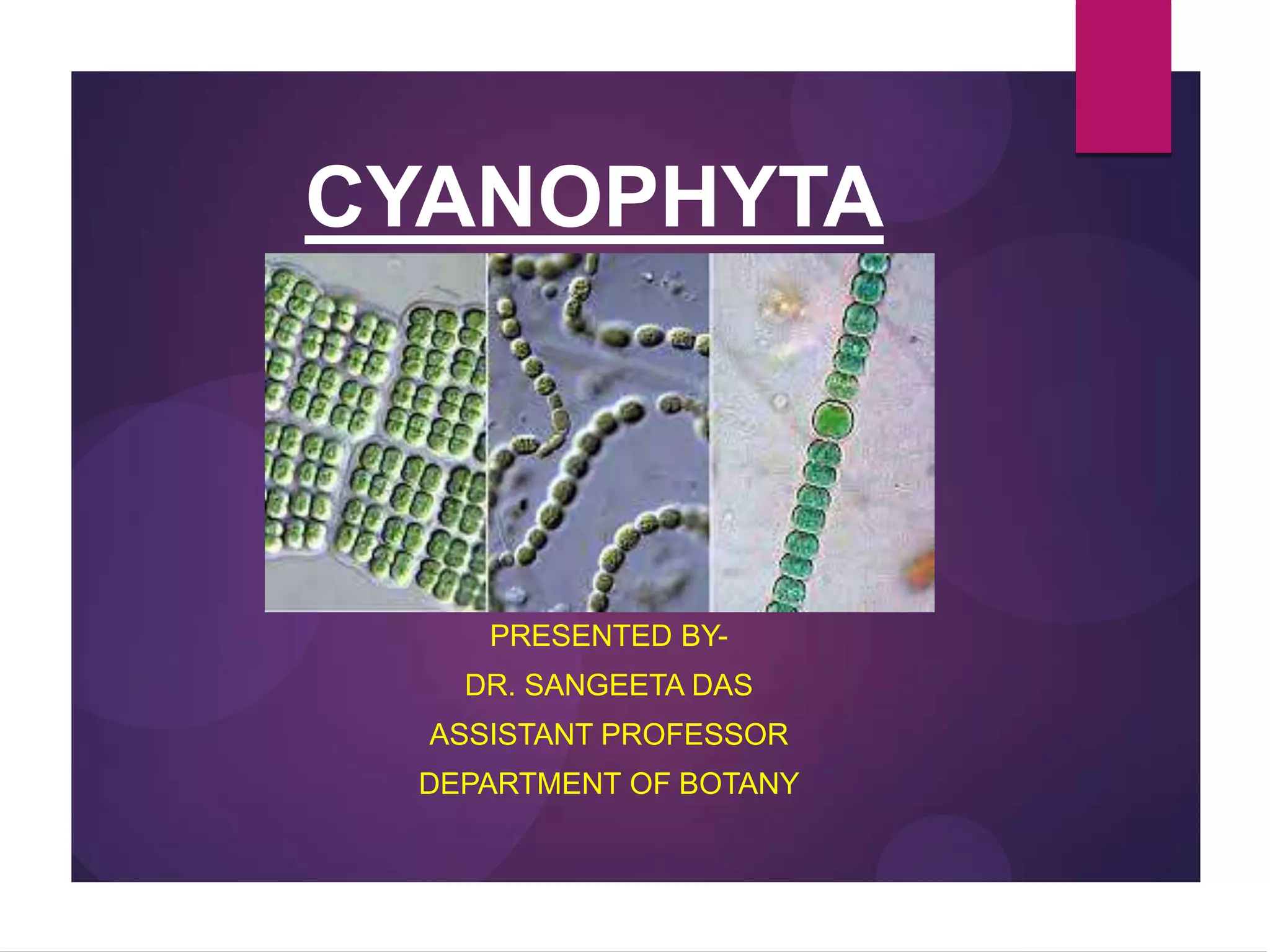 Cyanophyta | PPT