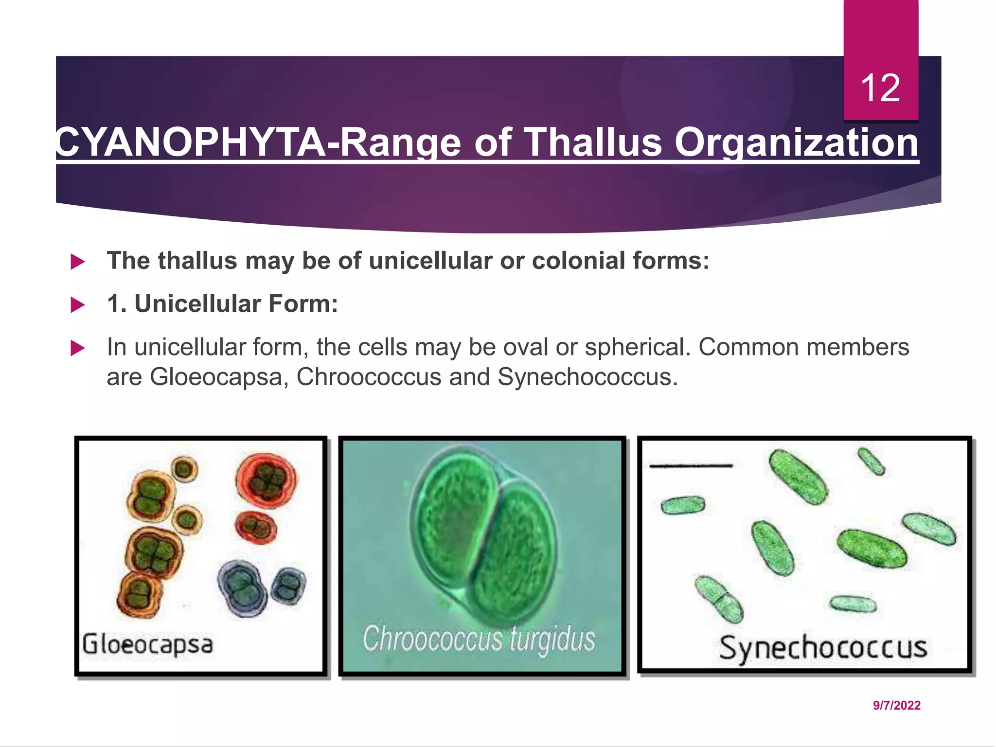 Cyanophyta | PPT
