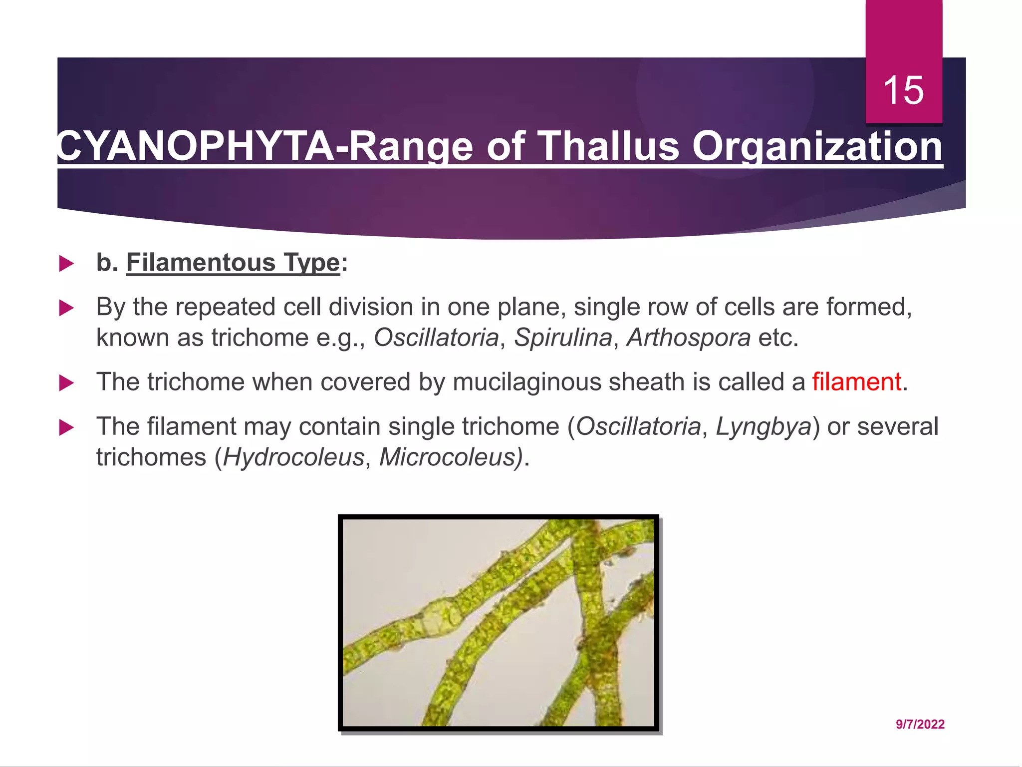 Cyanophyta | PPT