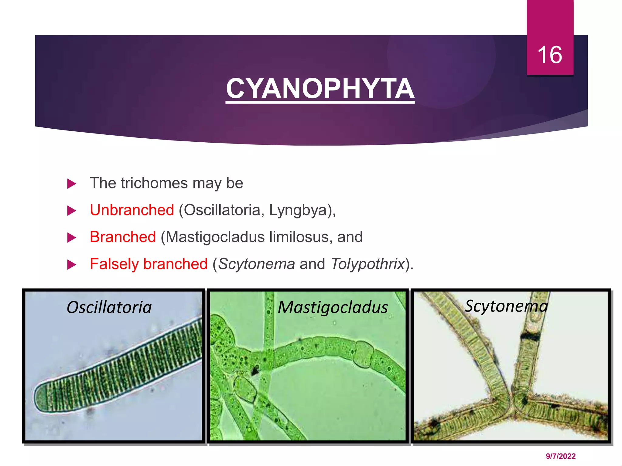 Cyanophyta | PPT