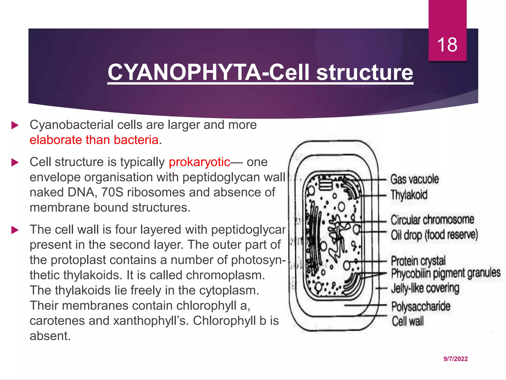 Cyanophyta | PPT