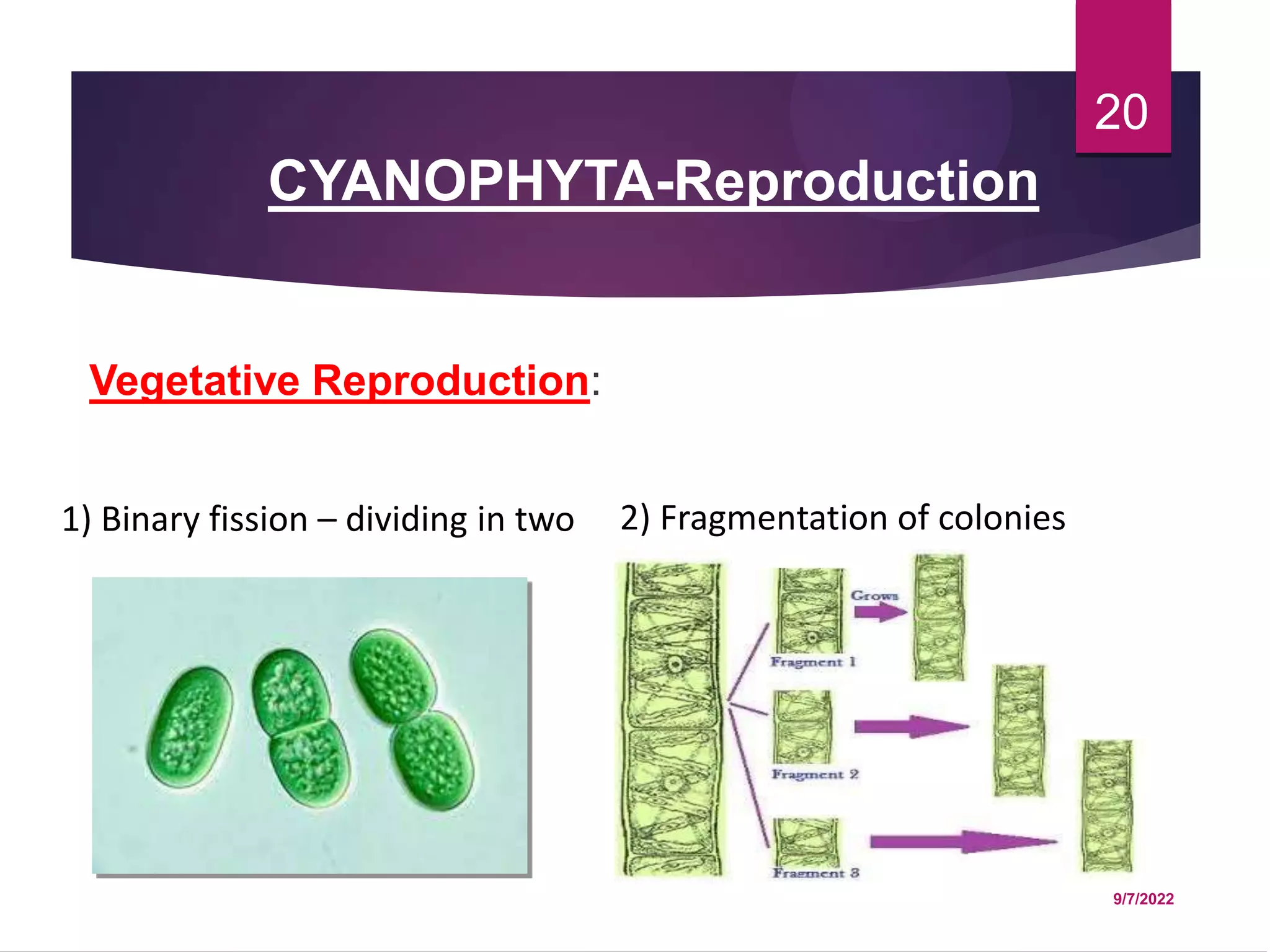 Cyanophyta | PPT