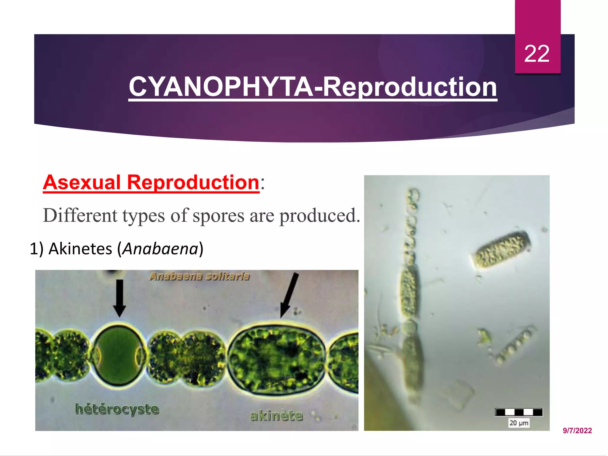 Cyanophyta Ppt