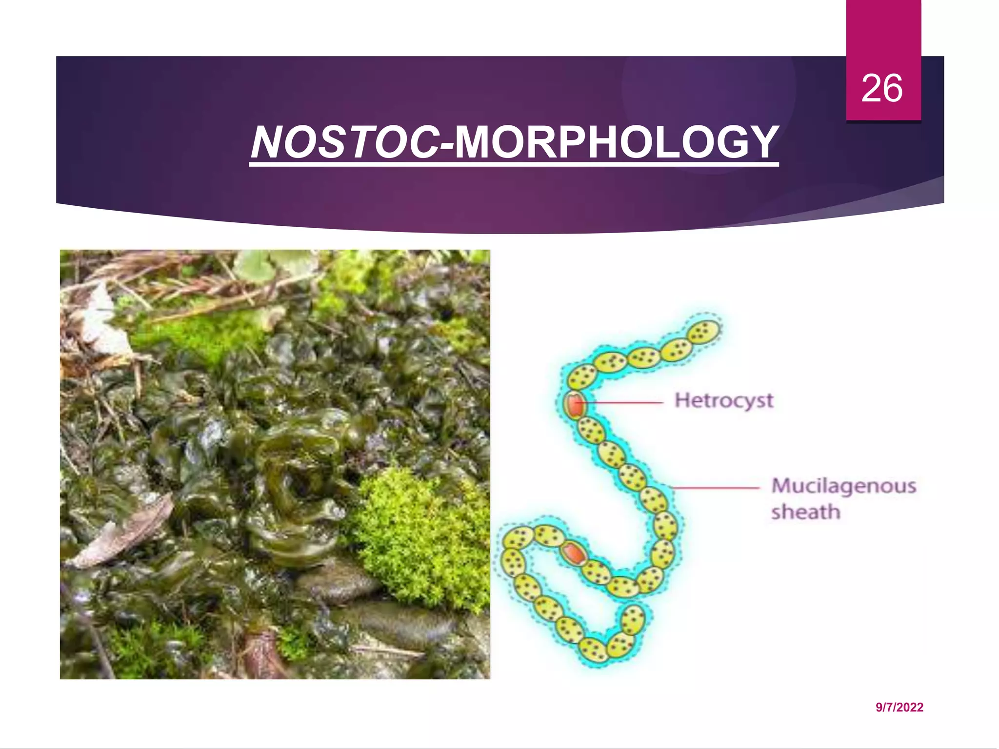 Cyanophyta | PPT
