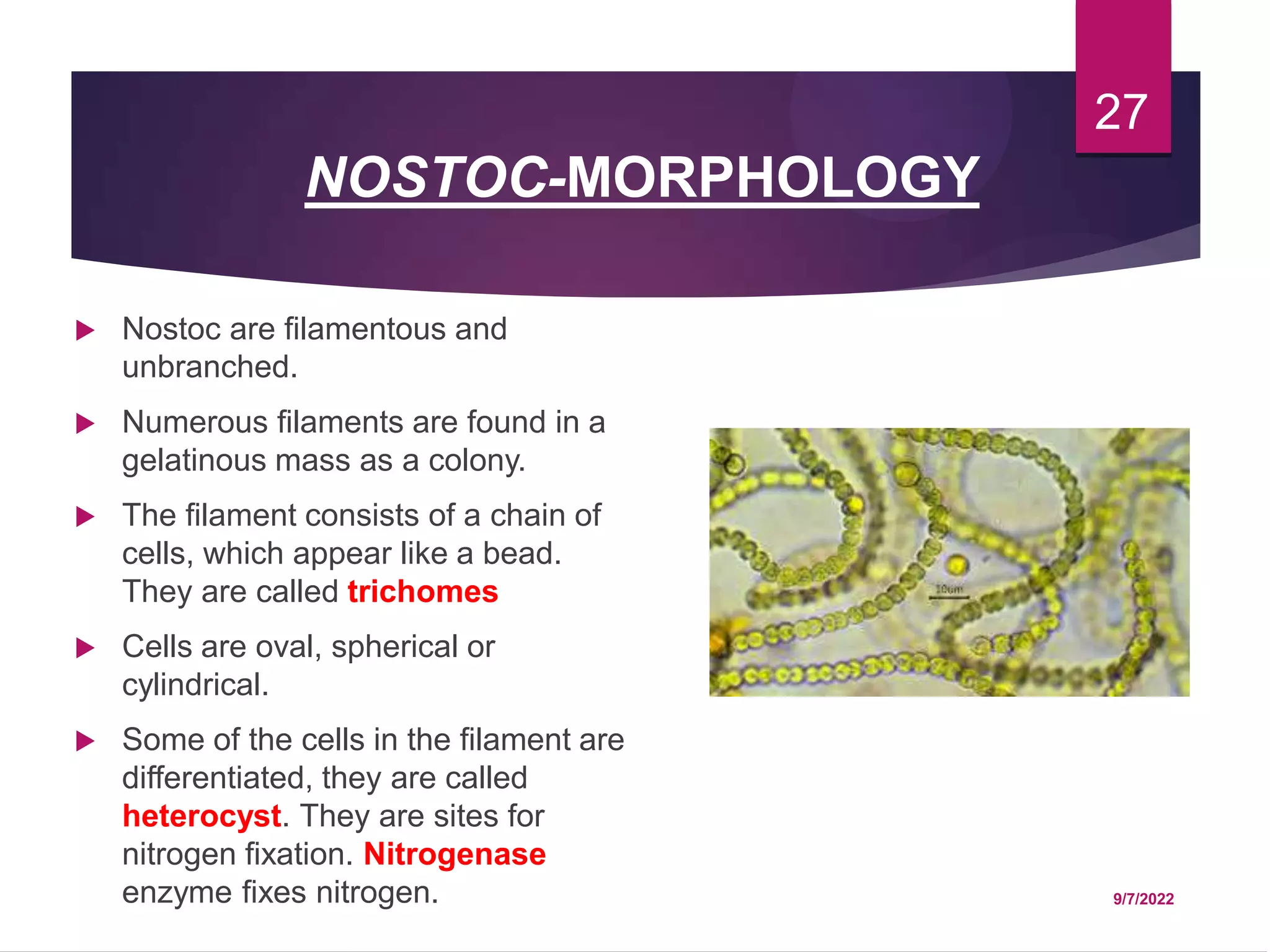 Cyanophyta | PPT