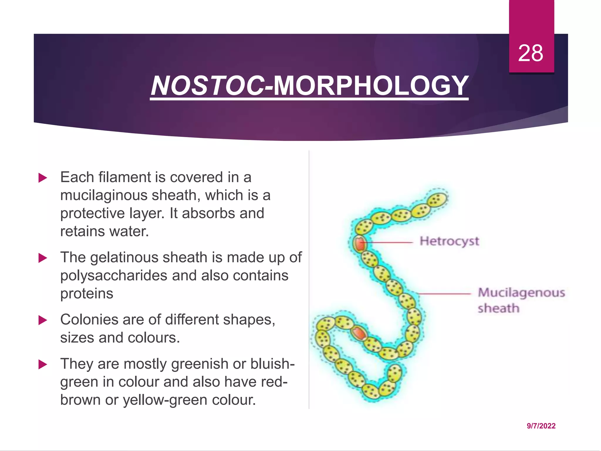 Cyanophyta | PPT