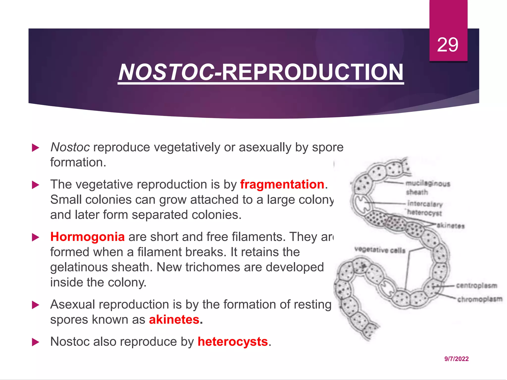 Cyanophyta | PPT