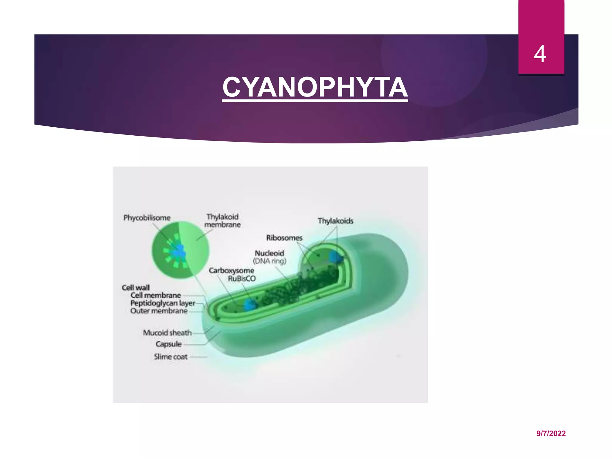 Cyanophyta | PPT