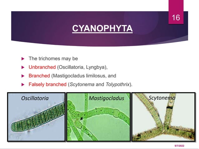 Cyanophyta | PPT
