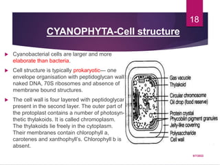 Cyanophyta | PPT