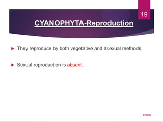 Cyanophyta | PPT