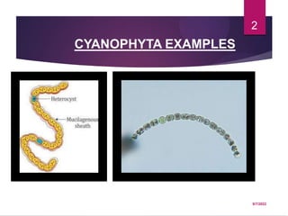 Cyanophyta | PPT