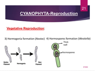 Cyanophyta | PPT