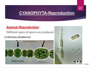 Cyanophyta | PPT