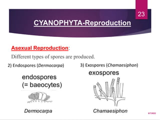 Cyanophyta | PPT
