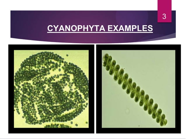 Cyanophyta | PPT