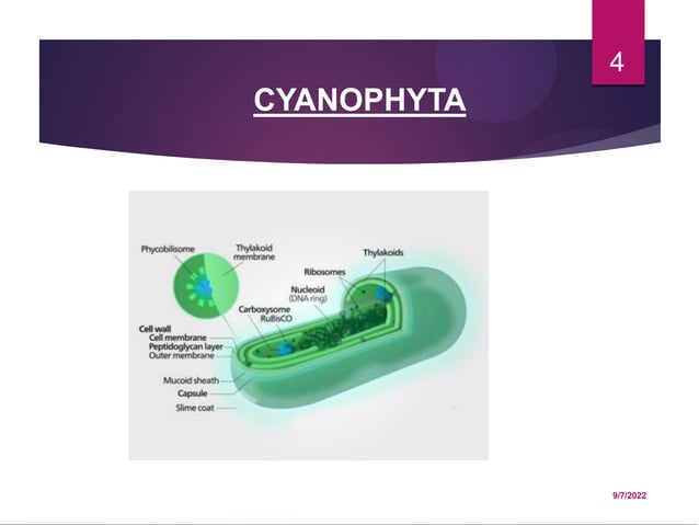 Cyanophyta | PPT