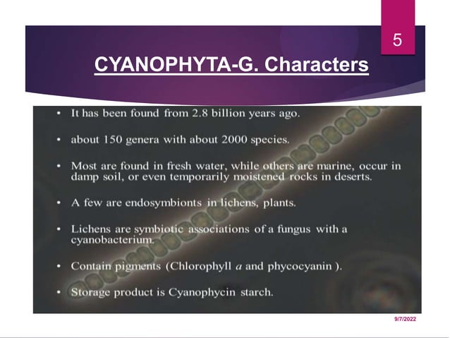 Cyanophyta | PPT