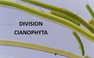 CYANOPHYTA(Características, morfología, metabolismo).pdf