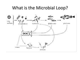 Stoichiometry of the Microbial Loop: J. Matthew Haggerty | PDF