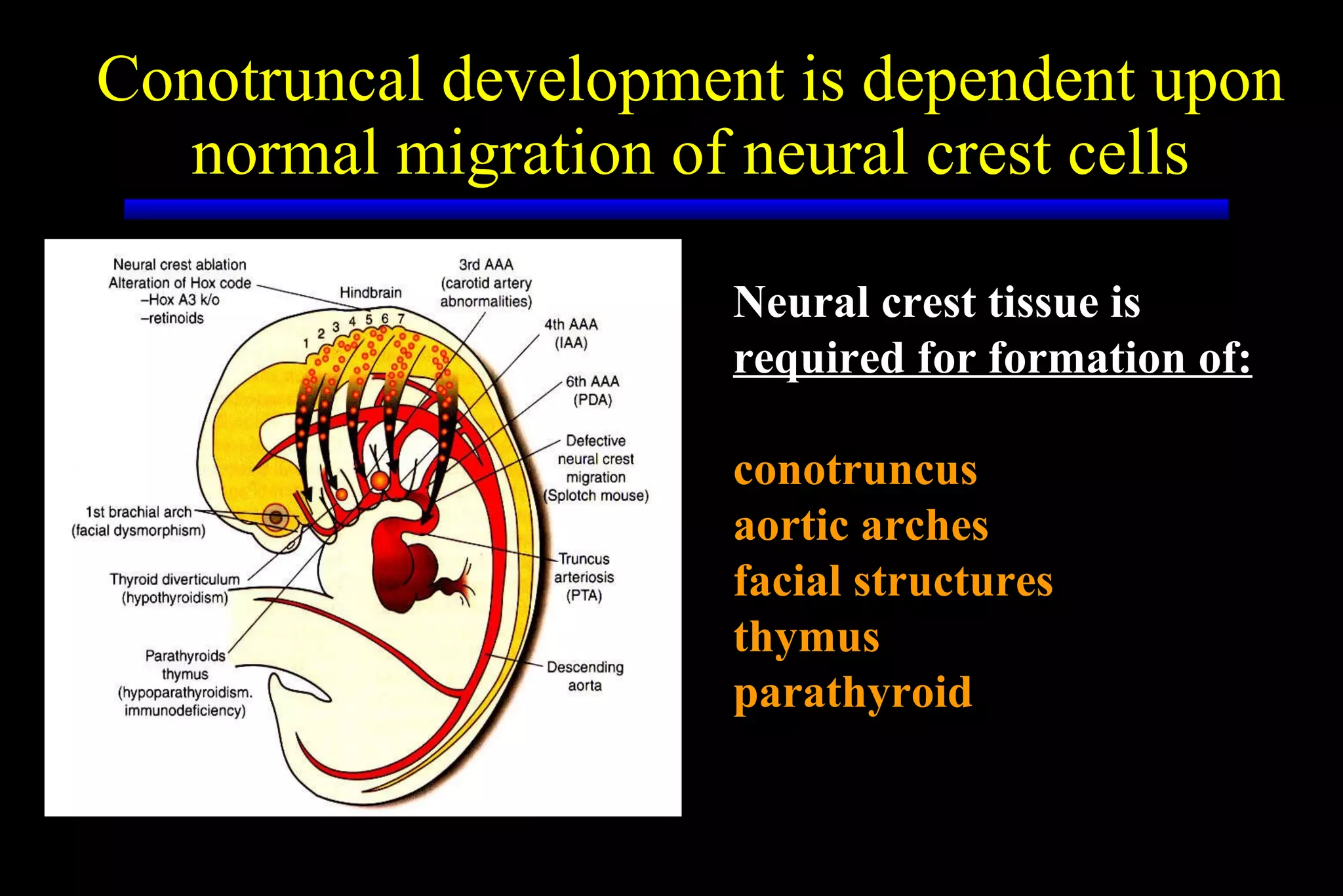 Cyanotic Heart Disease | PPT