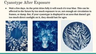 Cyanotypes Slideshow for explaining what cyanotypes are | PDF