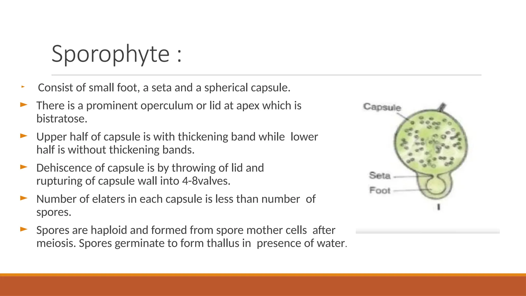 Cyathodium and Reboulia _morphoology and anatomy | PPTX
