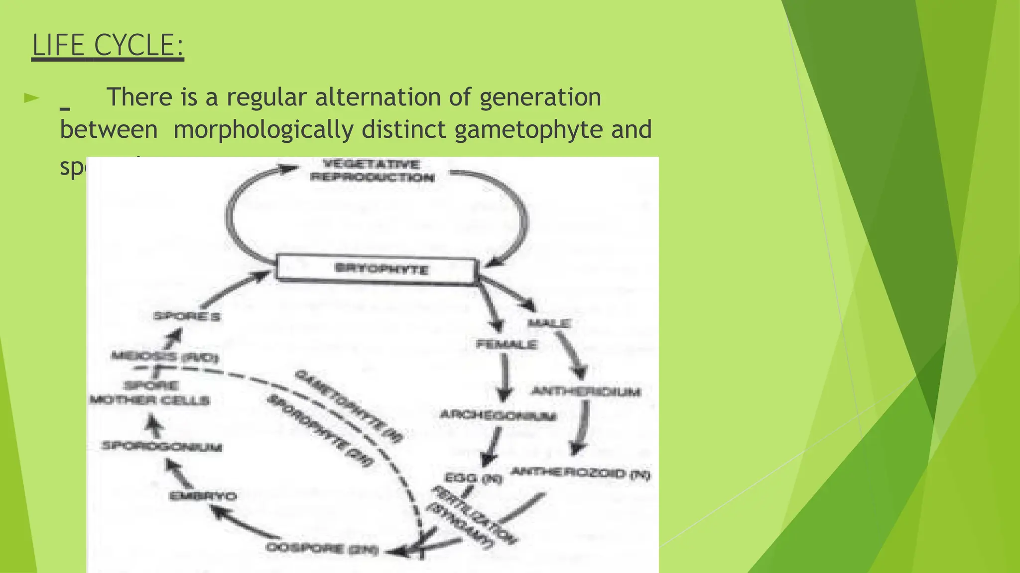 Cyathodium and Reboulia _morphoology and anatomy | PPTX