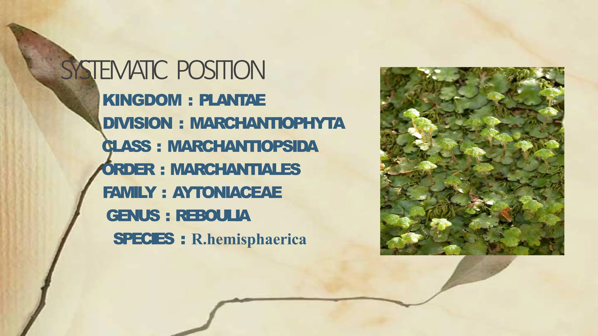 Cyathodium and Reboulia _morphoology and anatomy | PPTX