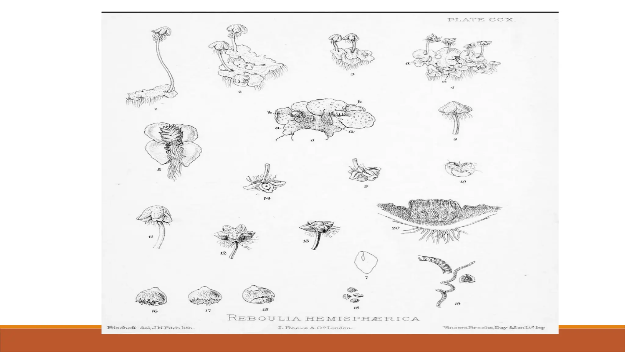Cyathodium and Reboulia _morphoology and anatomy | PPTX